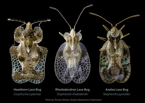 Bug Fossils
