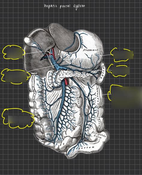 Hepatic Portal System Diagram Quizlet