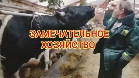 ЕВРО БЫК КУПИЛИ БЫЧКОВ ОТКОРМ БЫЧКОВ Youtube