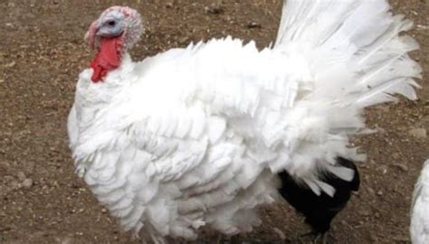 Las 12 Razas De Pavos Más Conocidas Del Mundo variedadess net