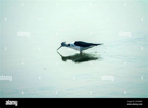 Good Exampl Of Appetitive Behaviour The Black Winged Stilt Himantopus