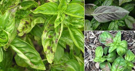 Basil Leaves Turning Black Or Brown Reasons And Solutions