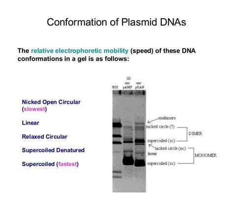 Plasmid Isolation
