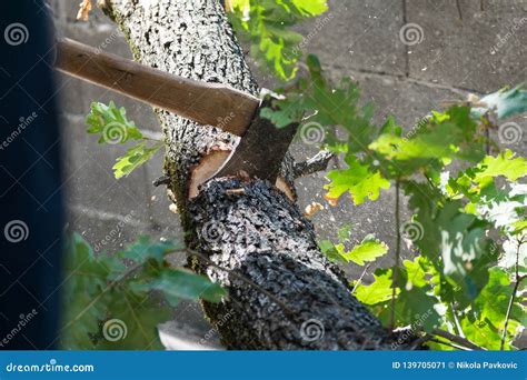 Man Cuts A Tree Brunch Stock Image Image Of Hardworking