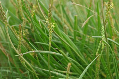 Plantago maritima