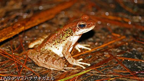 アマミハナサキガエル 上田ネイチャーサウンド 鳴き声 カエル 蛙 カエルの鳴き声