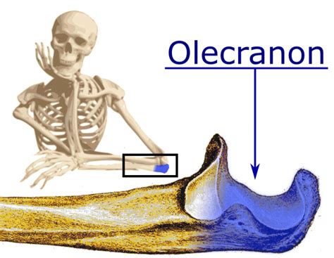 Olecranon Wikiwand
