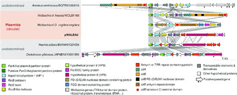 Gene Organisation And Comparison Of Other Plasmid Like Sequences