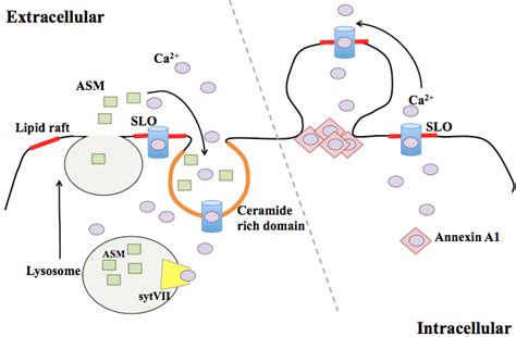 Cdc Pore Dependent Membrane Repair A Schematic Of Endocytosis And
