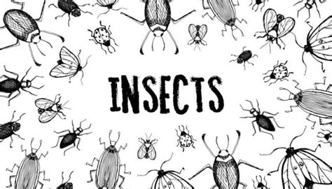 Dragonfly Outline Vector Art Icons And Graphics For Free Download