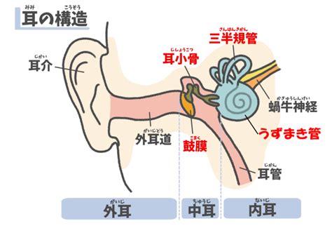 【中2生物】複雑な「耳のつくり」についてわかりやすく解説！ 理科の授業をふりかえる