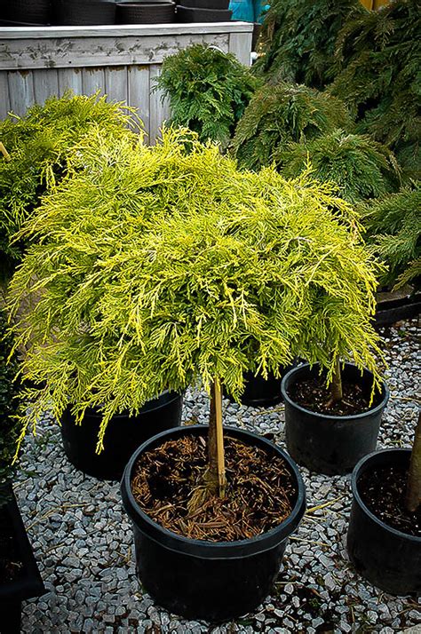 Golden Glow Juniper Tree Form For Sale Online The Tree Center