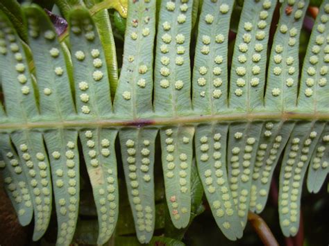 Starr 040713 0085 Dicranopteris Linearis Spores Kopiliula … Flickr
