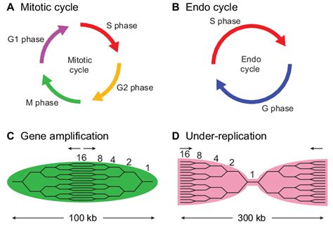 Differential Dna Replication A A Mitotic Cycle With Four Distinct