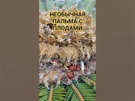 НЕОБЫЧНАЯ ПАЛЬМА С ПЛОДАМИ - YouTube