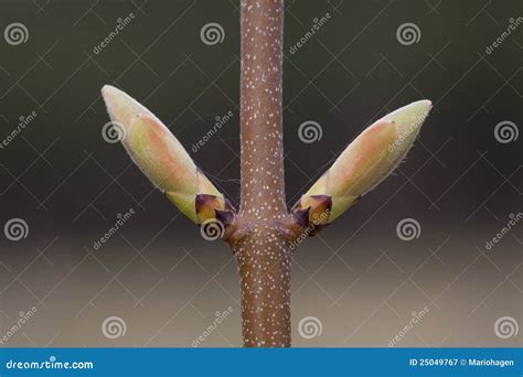 Leaf Buds Of Young Sycamore Stock Image Image Of Operation Grow