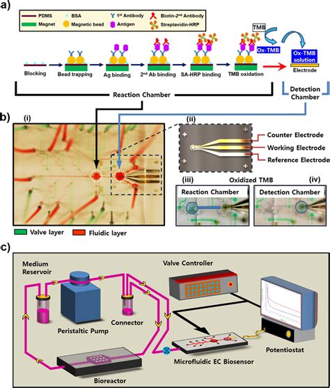 Design Fabrication And Detection Principle Of The Bead Based Download Scientific Diagram