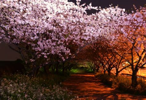 夜の桜並木2 By ザキミヤ （id：6621058） 写真共有サイトphotohito