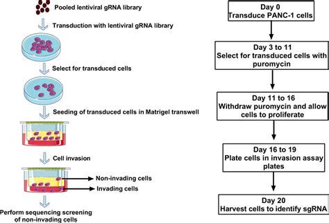 Schematic Overview Of The Crispr Screening Workflow Download