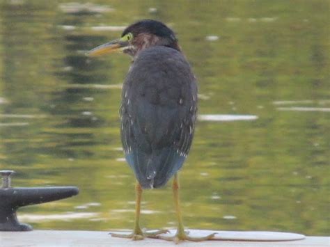 Green Heron Project Noah