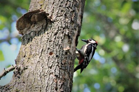 Grote Bonte Specht Mannetje ZeelandNet Foto