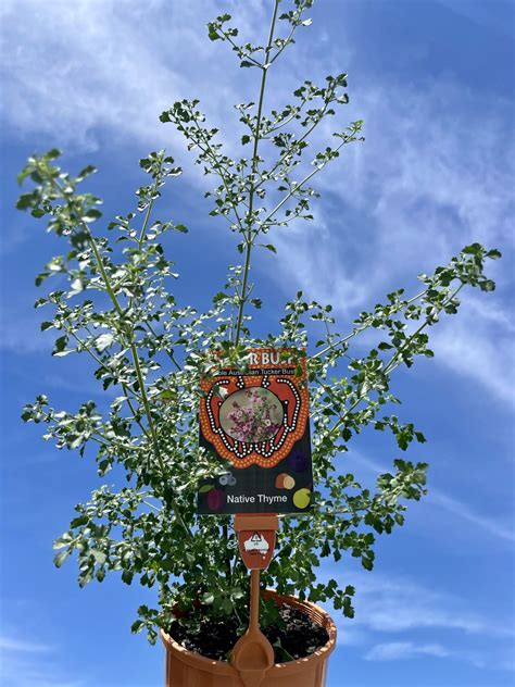 Native Thyme 140mm Prostanthera Incisa Kennaughs Garden Centre