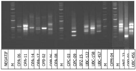 The Dna Electrophoresis Results Of Pcr Rapd Using 17 Different Primers Download Scientific
