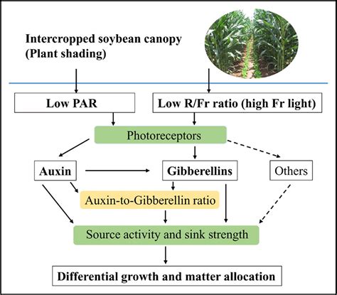 Frontiers Auxin To Gibberellin Ratio As A Signal For Light Intensity