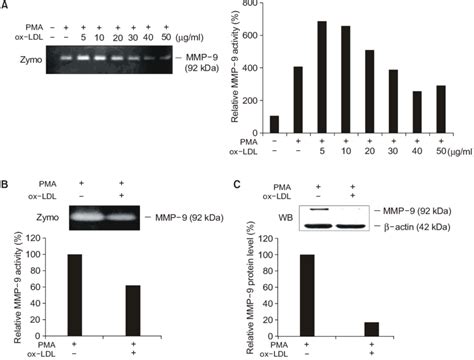 Ox Ldl Inhibits Mmp 9 Activity A U937 Cells Were Incubated In Download Scientific Diagram