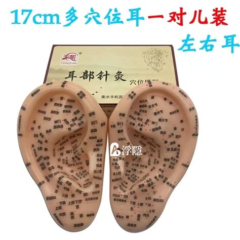 熱賣 17cm多穴位針灸耳模耳朵模型清晰刻字按摩教學耳穴學習家用左右耳 人體模型 器官模型 詳細 標註 教學模具 蝦皮購物