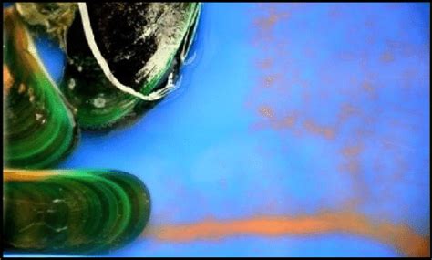 Spawning Of P Viridis Fig 2 Fertilized Egg Download Scientific Diagram