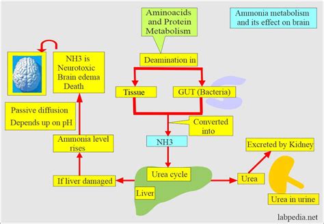 What Causes Elevated Ammonia Levels In Cirrhosis At Edward Acosta Blog