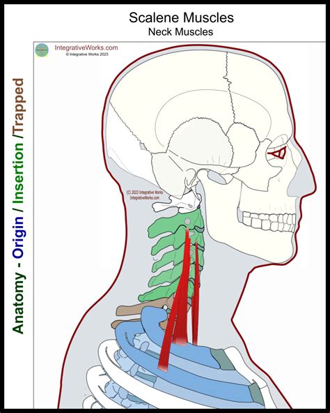 Scalene Muscles Origin And Insertion