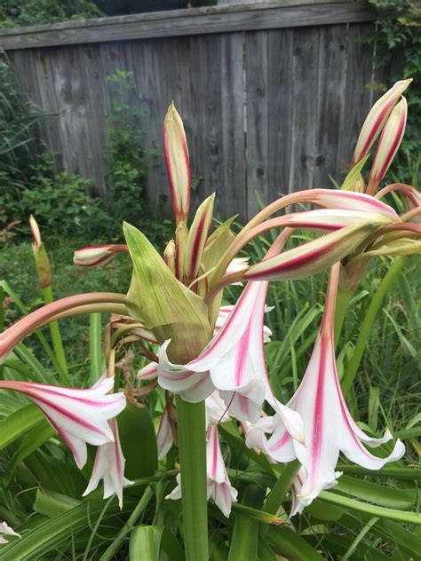 Crinum Cape Lily Cemetery Plant Crinum Lily Southern Swamp Lily Spider Lily Swamp Lily