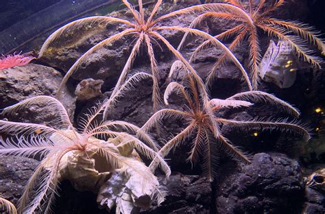 Living Fossils Echinoderms Digital Atlas Of Ancient Life