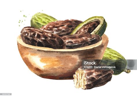 잎과 향기로운 향기 통카 콩 흰색 배경에 격리 된 수채화 손으로 그린 일러스트레이션 Tonka Bean에 대한 스톡 벡터 아트