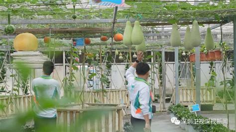 “香港海关青年发展计划”首个交流团来深，他们都看了啥？