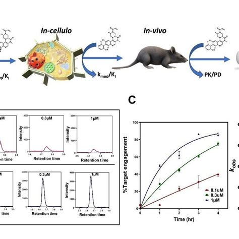 Kinetics Of Cellular Target Engagement A Schematic Representation Of