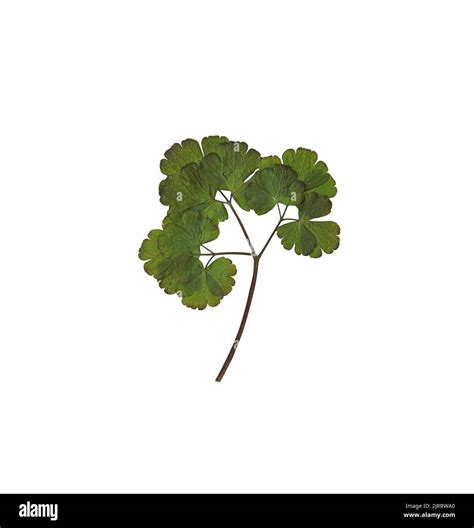 Dried Fall Leaves Of Grass Plants Isolated Elements On White Background