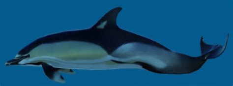 Common Dolphin Oceanic Roblox Wiki Fandom