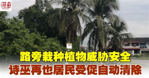 路旁栽种植物威胁安全 诗巫再也居民受促自动清除 马来西亚诗华日报新闻网