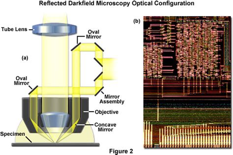 Zeiss Microscopy Online Campus Microscopy Basics Contrast In