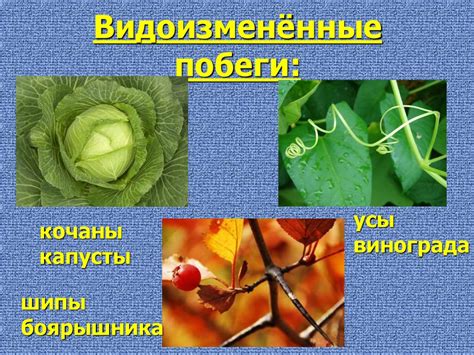 Вегетативные органы растений Лист презентация онлайн