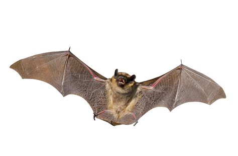 How To Get Rid Of Bats In Various Scenarios Pest Removal Guide