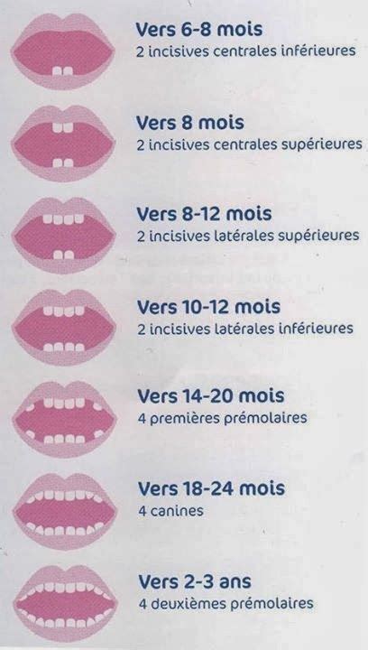 Calendrier De Lapparition Des Dents Chez Le Bebe Dents Bébé Bebe