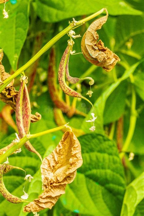 Diseased Bean Leaf Stock Image Image Of Agronomy Diseased 230308583