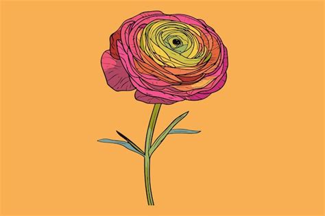Premium Vector Ranunculus