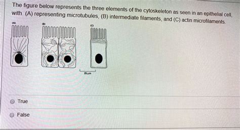 SOLVED The Figure Below Represents The Three Elements Of The With A