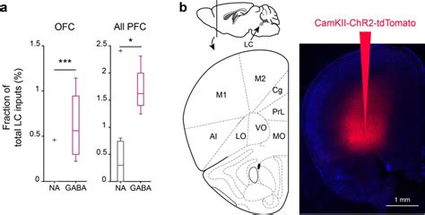 Orbitofrontal Cortex Excitatory Neurons Project To Lc Gaba Neurons A