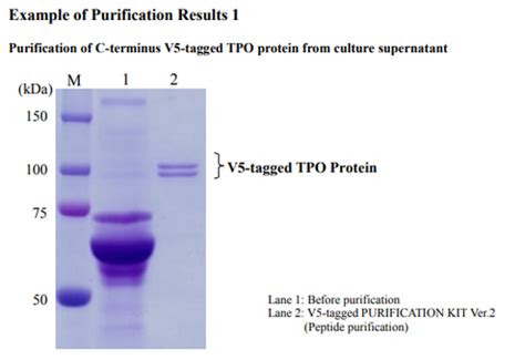 V5 Tagged Protein Purification Kit Ver2 Catalog No Mbl 3317mbl 3317a